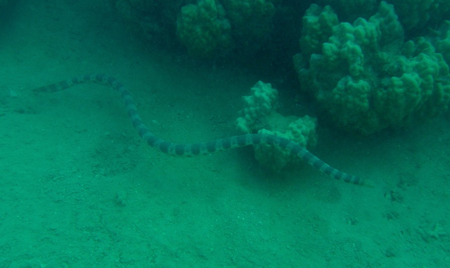 DISTEIRA MAJOR - (SHAW, 1802)