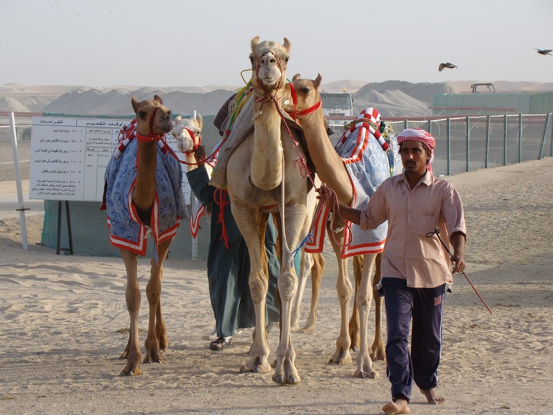 Pictures of Al Wathba Camel Race