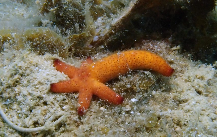 ECHINASTER LUZONICUS - (GRAY, 1840)