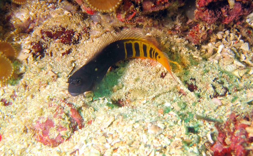 ECSENIUS PULCHER - (MURRAY 1887)