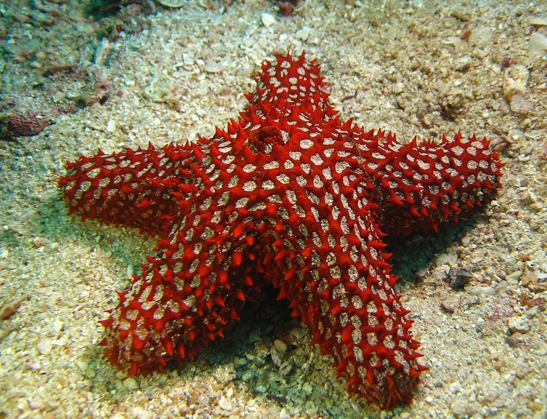 EURETASTER CRIBROSUS - (Von Martens, 1869)