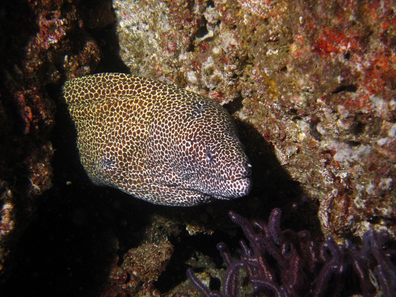 GYMNOTHORAX FAVAGINEUS - (Bloch & Schneider, 1801)