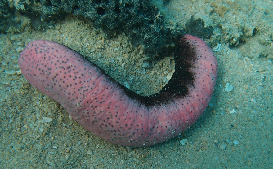 HOLOTHURIA (HALODEIMA) EDULIS - (LESSON, 1830)