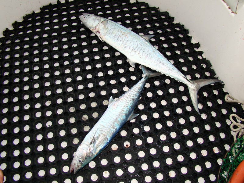 KING FISH - ABU DHABI