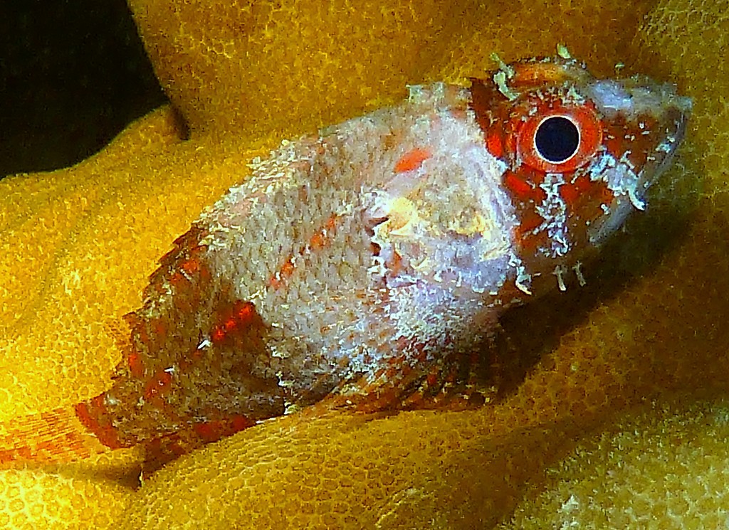 SCORPAENODES GUAMENSIS - (QUOY & GAIMARD, 1824)