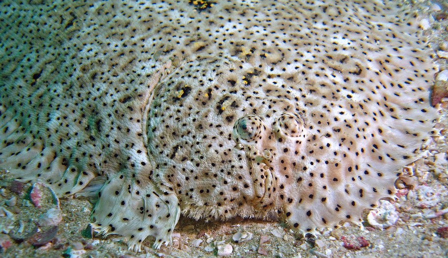 PARDACHIRUS MARMORATUS - (Lacepède, 1802)