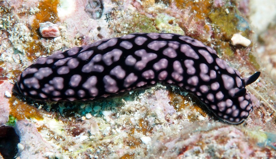 PHYLLIDIELLA PUSTULOSA - (CUVIER, 1804)