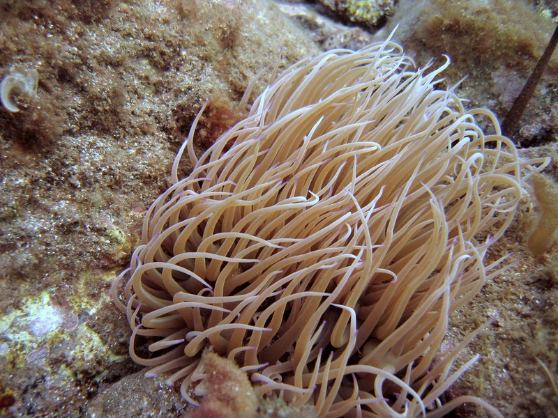 Faune et flore sous-marine de la Méditerranée