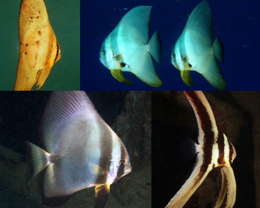 Poissons à nageoires rayonnées Nouvelle-Calédonie