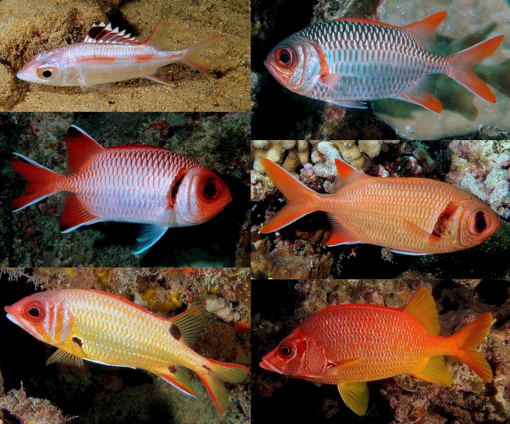 Poissons à nageoires rayonnées Nouvelle-Calédonie