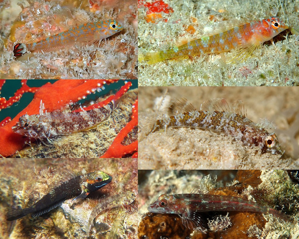 Poissons à nageoires rayonnées Nouvelle-Calédonie