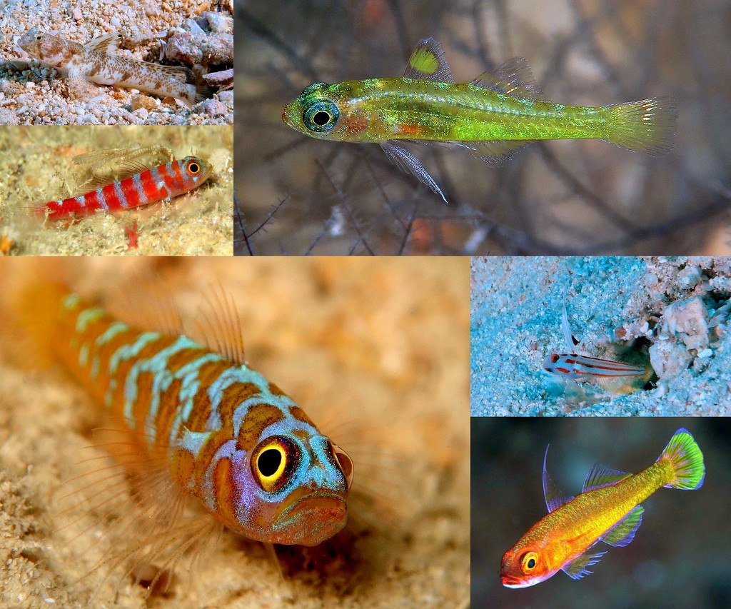 Poissons à nageoires rayonnées Nouvelle-Calédonie
