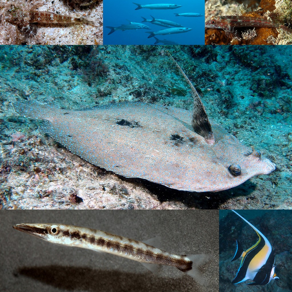 Poissons à nageoires rayonnées Nouvelle-Calédonie