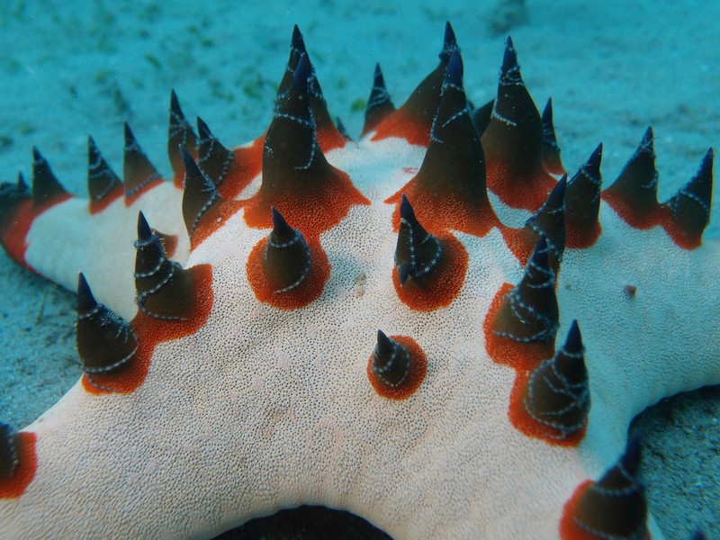 PROTOREASTER NODOSUS - (LINNAEUS, 1758)