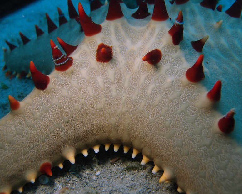 PROTOREASTER NODOSUS - (LINNAEUS, 1758)