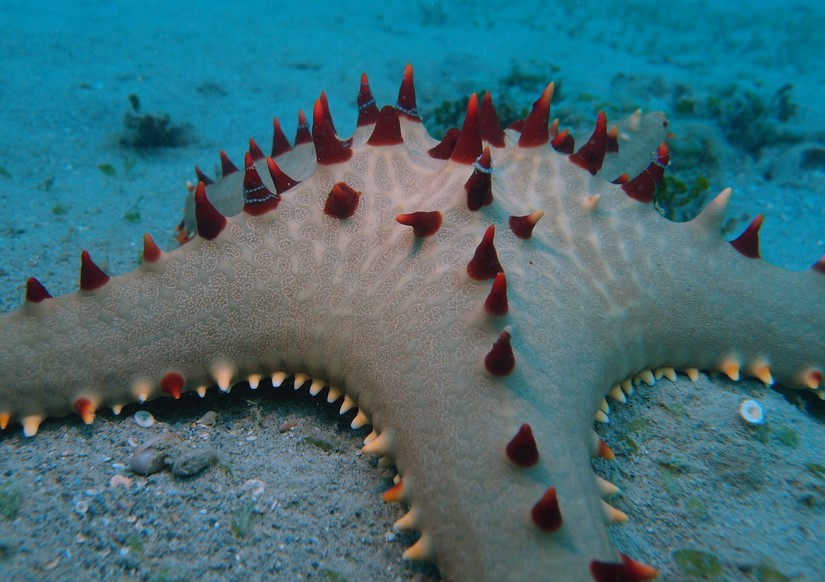 PROTOREASTER NODOSUS - (LINNAEUS, 1758)