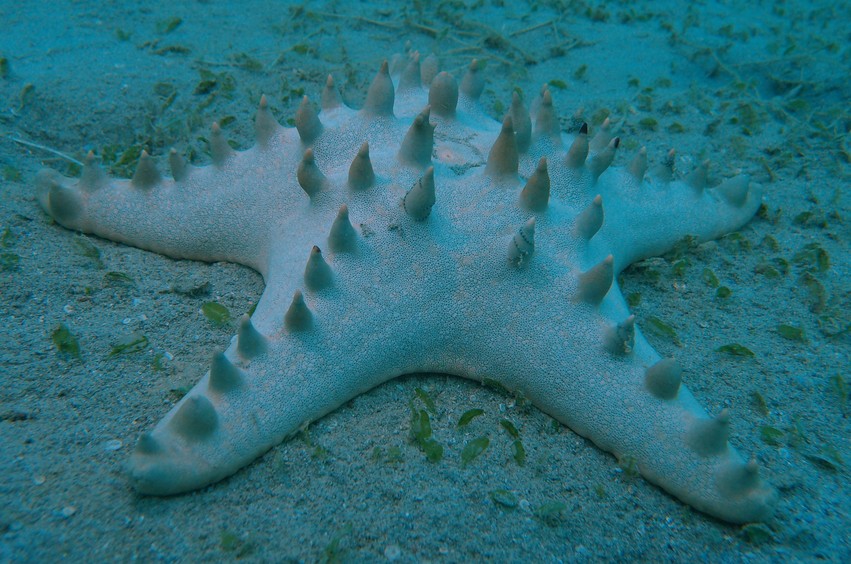 PROTOREASTER NODOSUS - (LINNAEUS, 1758)