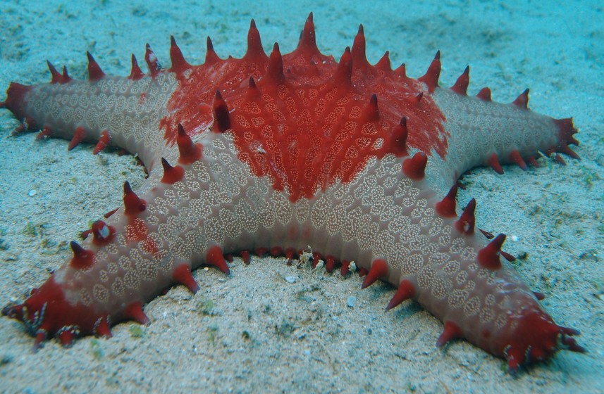 PROTOREASTER NODOSUS - (LINNAEUS, 1758)