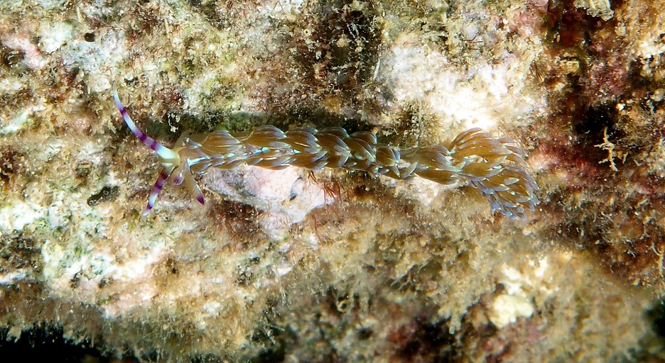 PTERAEOLIDIA IANTHINA - (ANGAS, 1864)