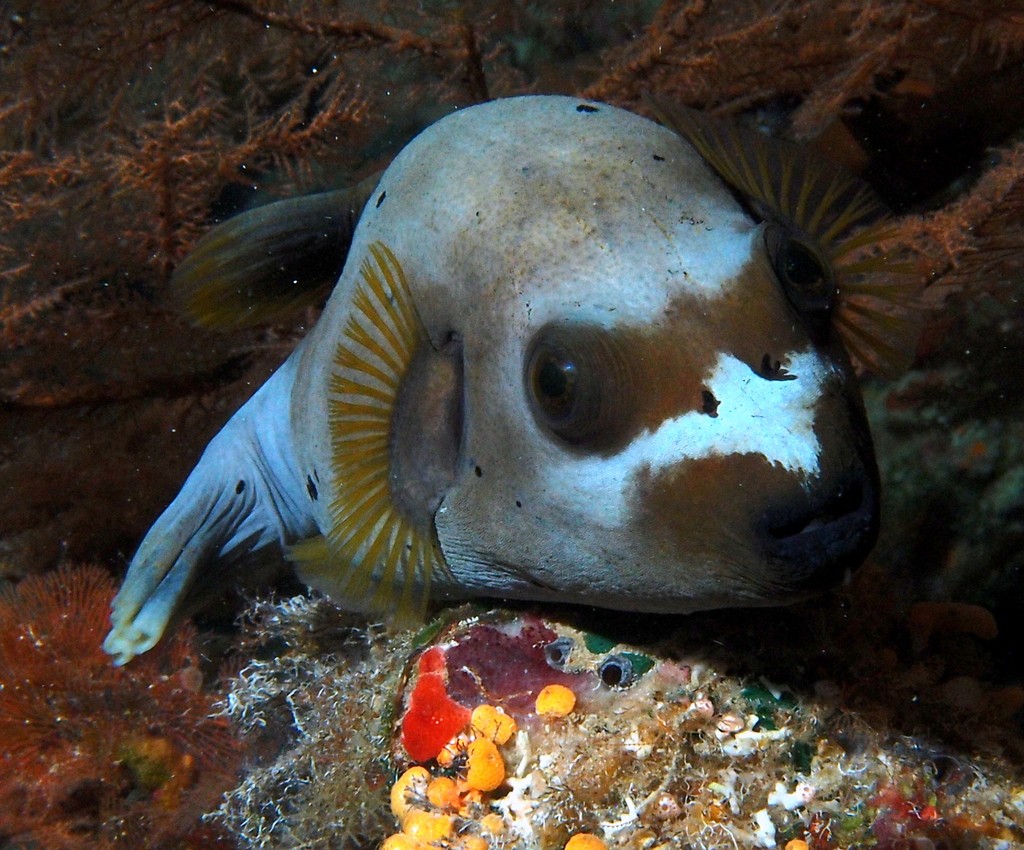 AROTHRON NIGROPUNCTATUS - (BLOCH & SCHNEIDER, 1801)