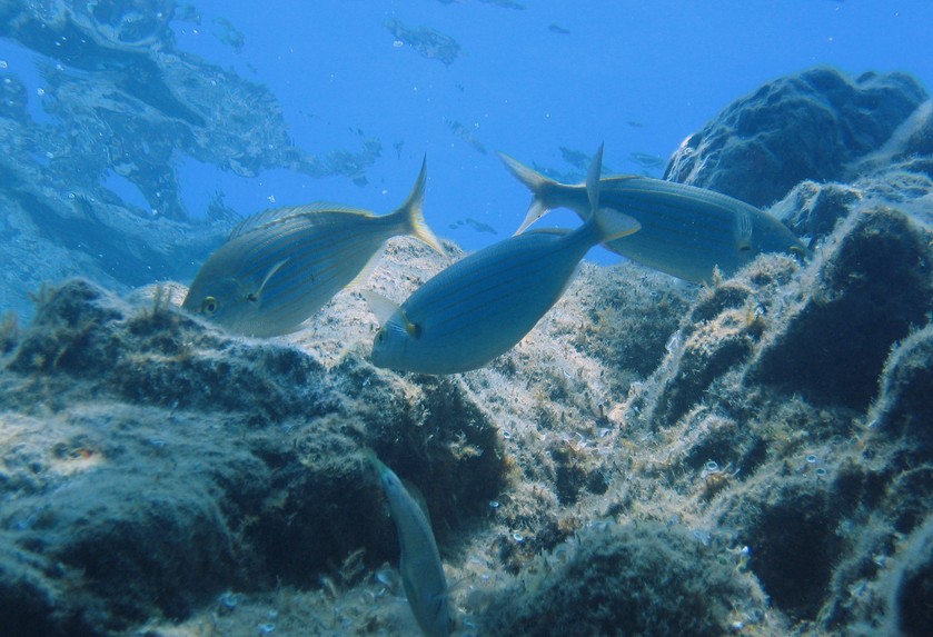 SARPA SALPA - (Linnaeus, 1758)