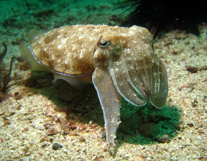 SEPIA PHARAONIS - (EHRENBERG 1831)