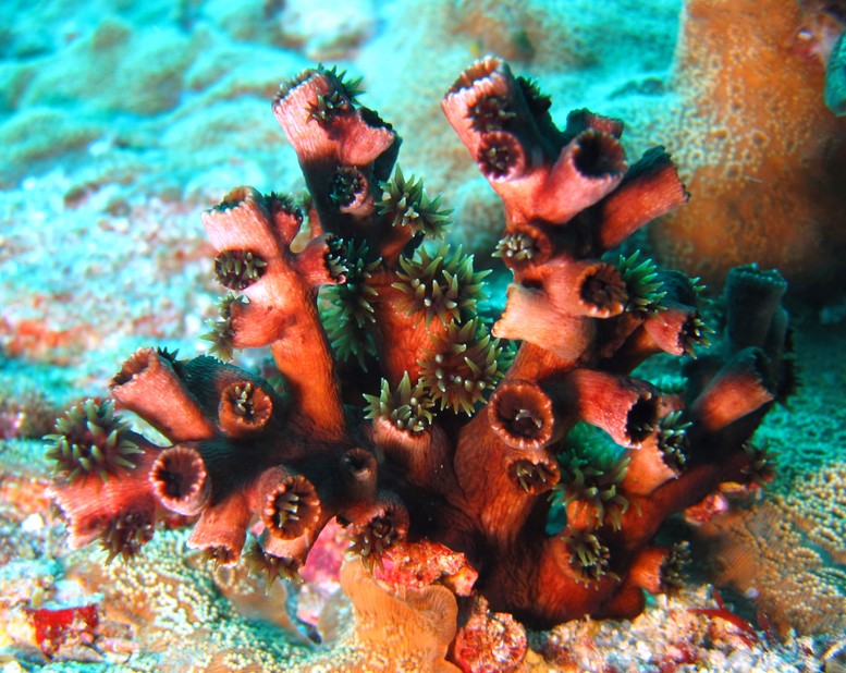 TUBASTREA MICRANTHA - (EHRENBERG, 1834)