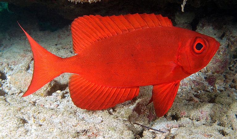 PRIACANTHUS HAMRUR - (FABRICIUS, 1775)