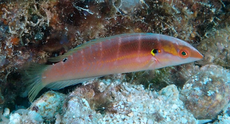 Poisson Nouvelle-Calédonie Labridae Cheilio Choerodon Cirrhilabrus