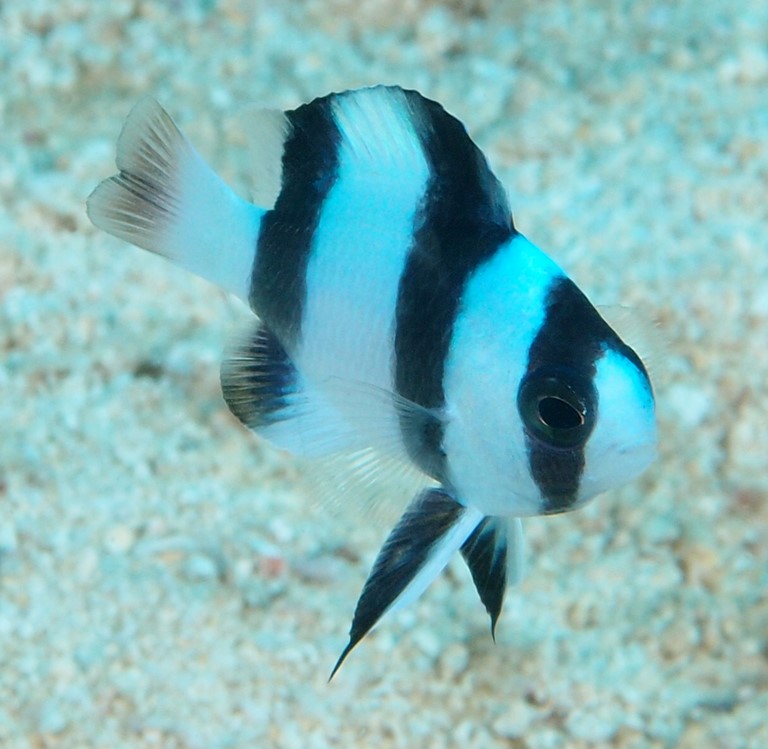 AMBLYPOMACENTRUS TRICINCTUS - (ALLEN & RANDALL, 1974)