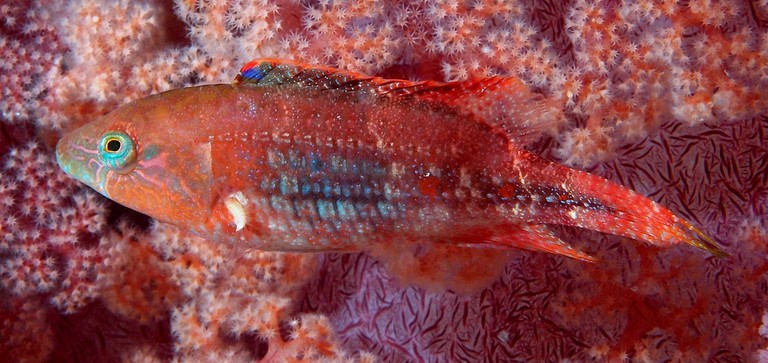 OXYCHEILINUS BIMACULATUS - (VALENCIENNES, 1840)