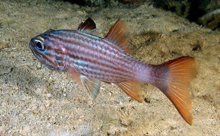 CHEILODIPTERUS ALLENI - (GON, 1993)