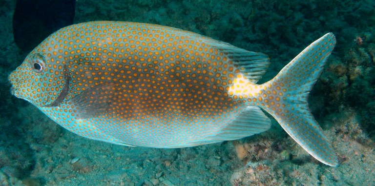 SIGANUS PUNCTATUS - (SCHNEIDER & FORSTER, 1801)