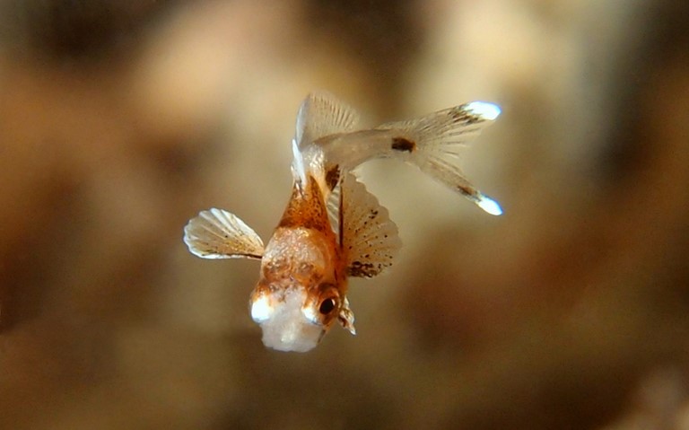Poissons du lagon de Nouvelle-Calédonie