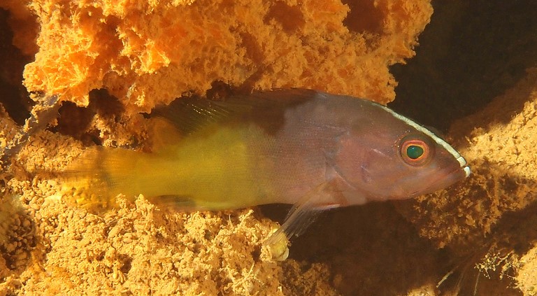 CEPHALOPHOLIS BOENAK - (BLOCH, 1790)