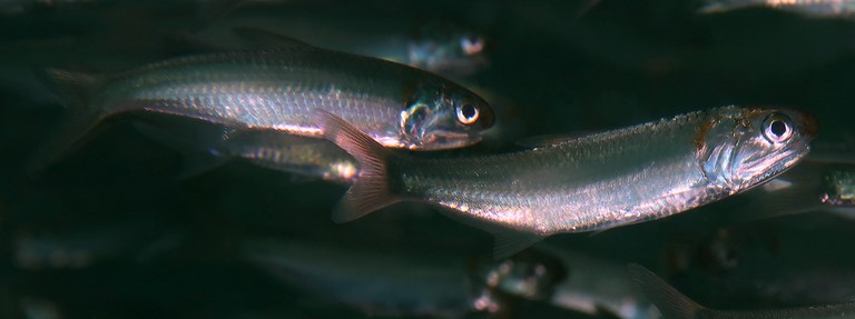 THRYSSA BAELAMA - (FABRICIUS, 1775)