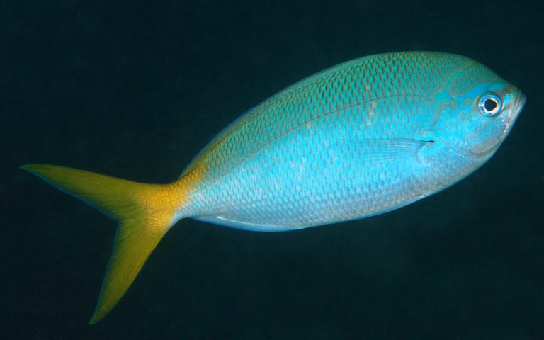 CAESIO CUNING - (BLOCH, 1791)