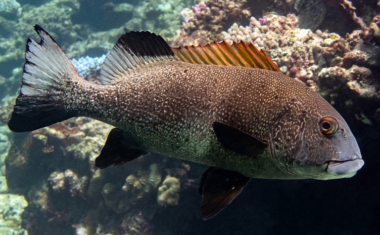 Poissons du lagon de Nouvelle-Calédonie