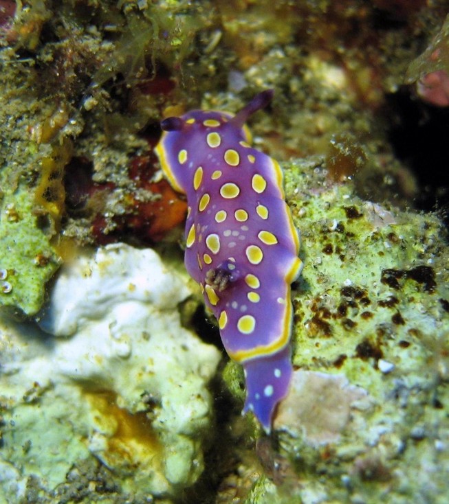 CHROMODORIS LUTEOROSEA - (VON RAPP, 1827)