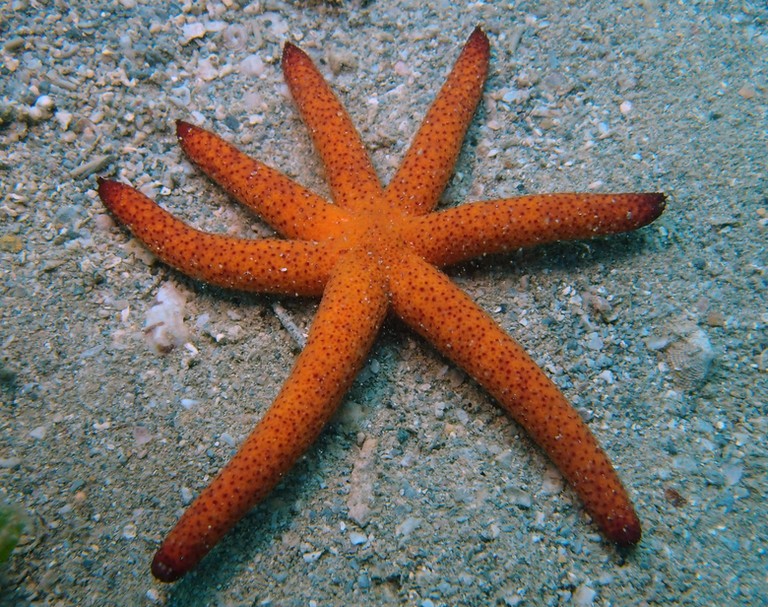 ECHINASTER LUZONICUS - (GRAY, 1840)