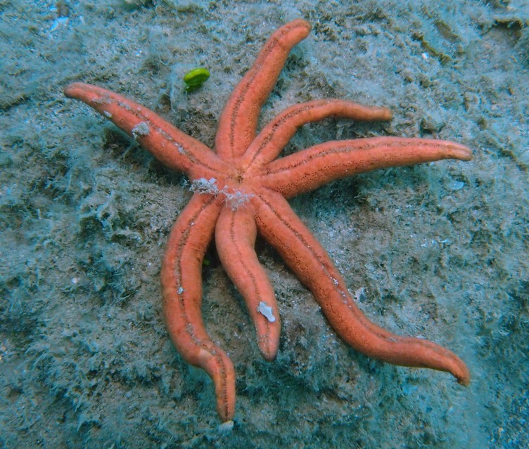 ECHINASTER LUZONICUS - (GRAY, 1840)