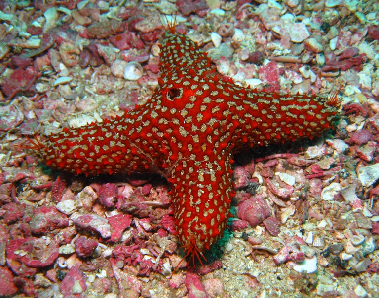 EURETASTER CRIBROSUS - (Von Martens, 1869)