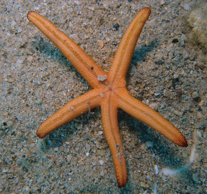 FROMIA MILLEPORELLA - (LAMARCK, 1816)