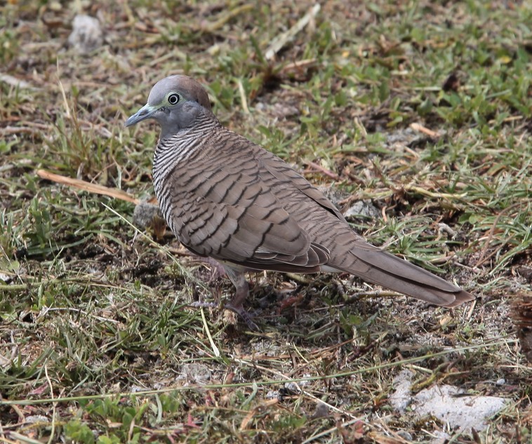 GEOPELIA STRIATA - (LINNAEUS, 1766)