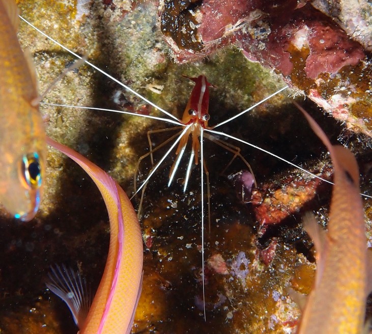 LYSMATA AMBOINENSIS - (DE MAN, 1888)