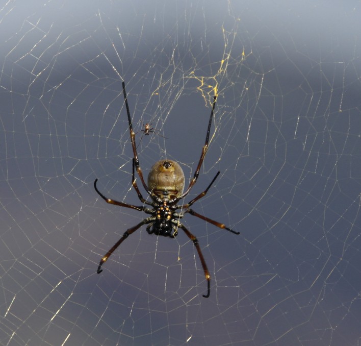 NEPHILA PLUMIPES - (LATREILLE, 1804)