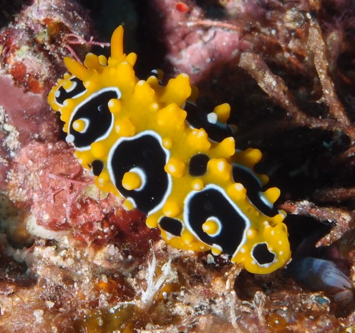 PHYLLIDIA OCELLATA - (CUVIER, 1804)