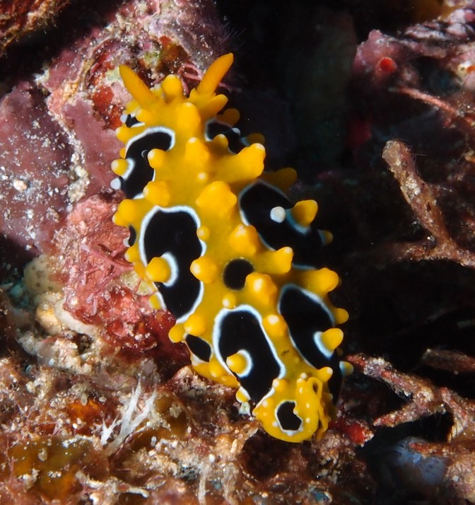 PHYLLIDIA OCELLATA - (CUVIER, 1804)