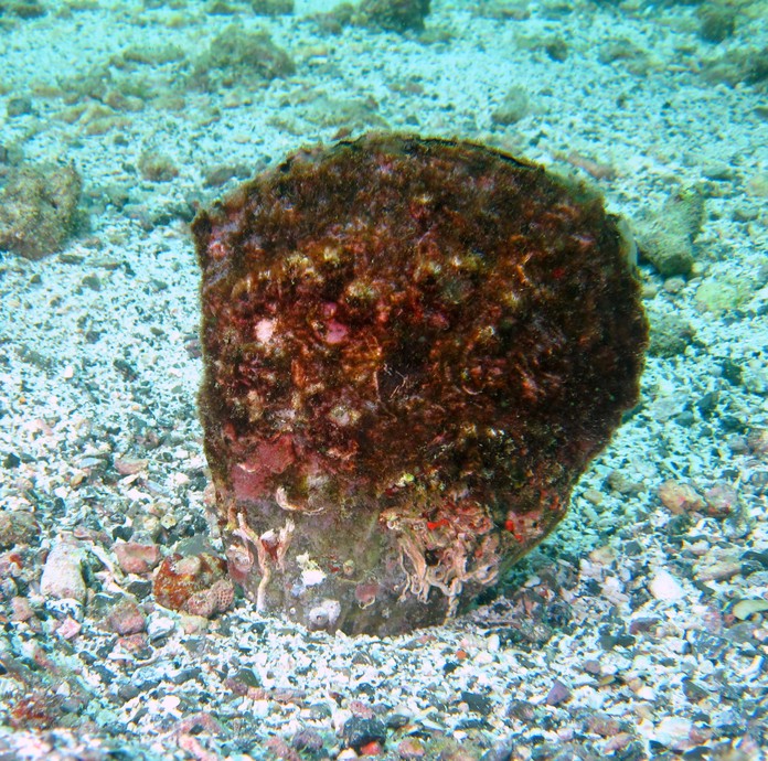 PINNA MURICATA - (LINNAEUS, 1758)