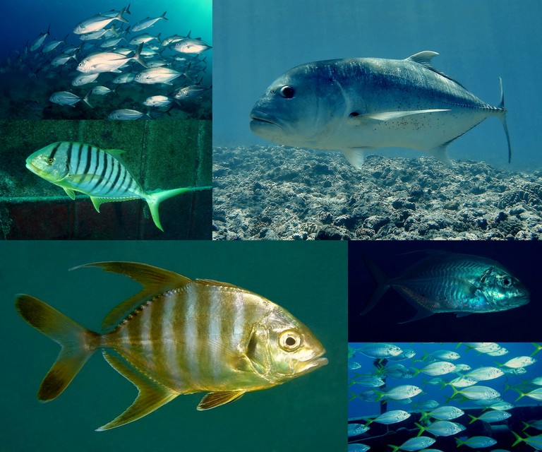 Poissons à nageoires rayonnées Nouvelle-Calédonie